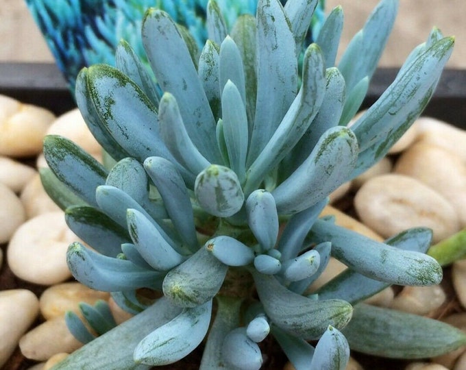 3X Senecio Serpens Dwarf Mini Baby Blue Chalk Sticks Curio 3" Succulent ...