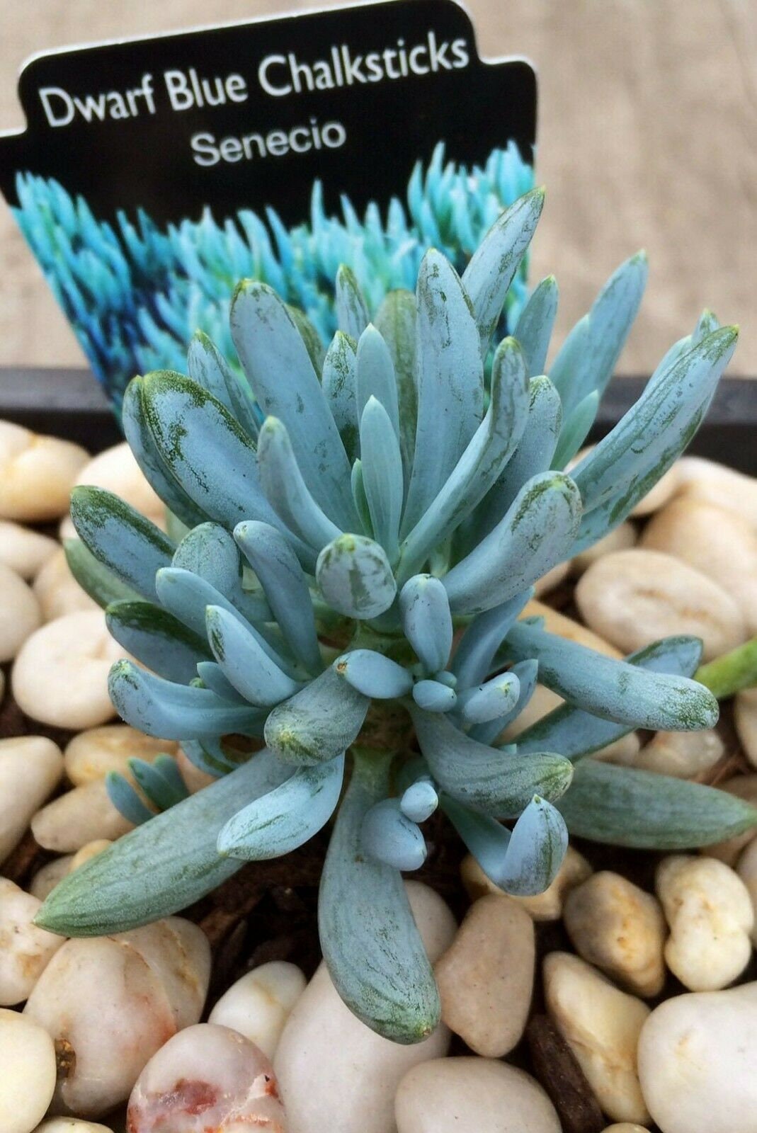 3X Dwarf Mini Baby Blue Chalk Sticks Curio Repens 3" Succulent Cuttings ...