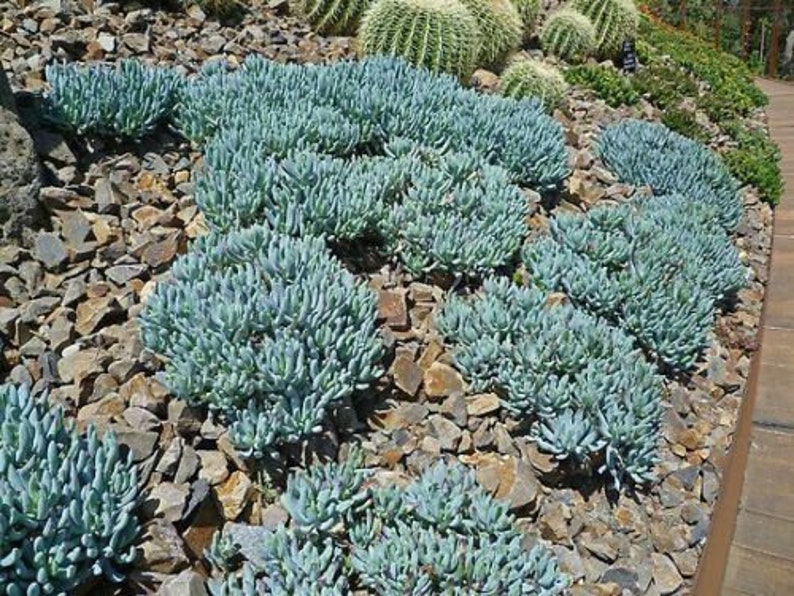 3X Senecio Serpens Dwarf Mini Baby Blue Chalk Sticks Curio 3" Succulent ...