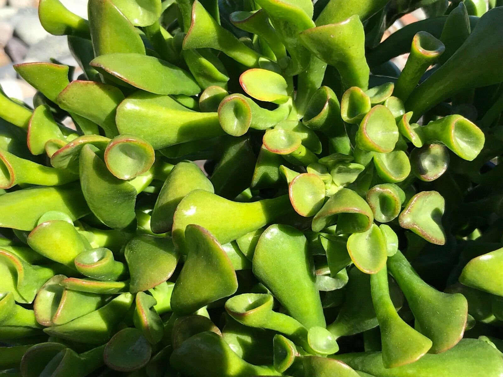 Ogre Ears Shrek ET Jade Plant Succulent 34 - Etsy