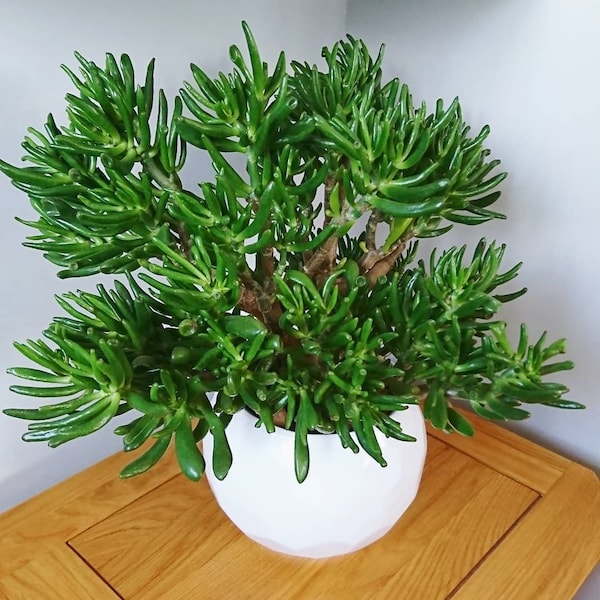 Jade Plant - Etsy
