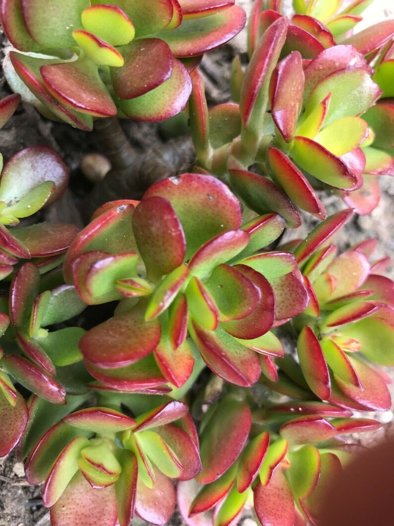 Dwarf Baby Jade Plant-Crassula Ovata Compacta Crosby's | Etsy