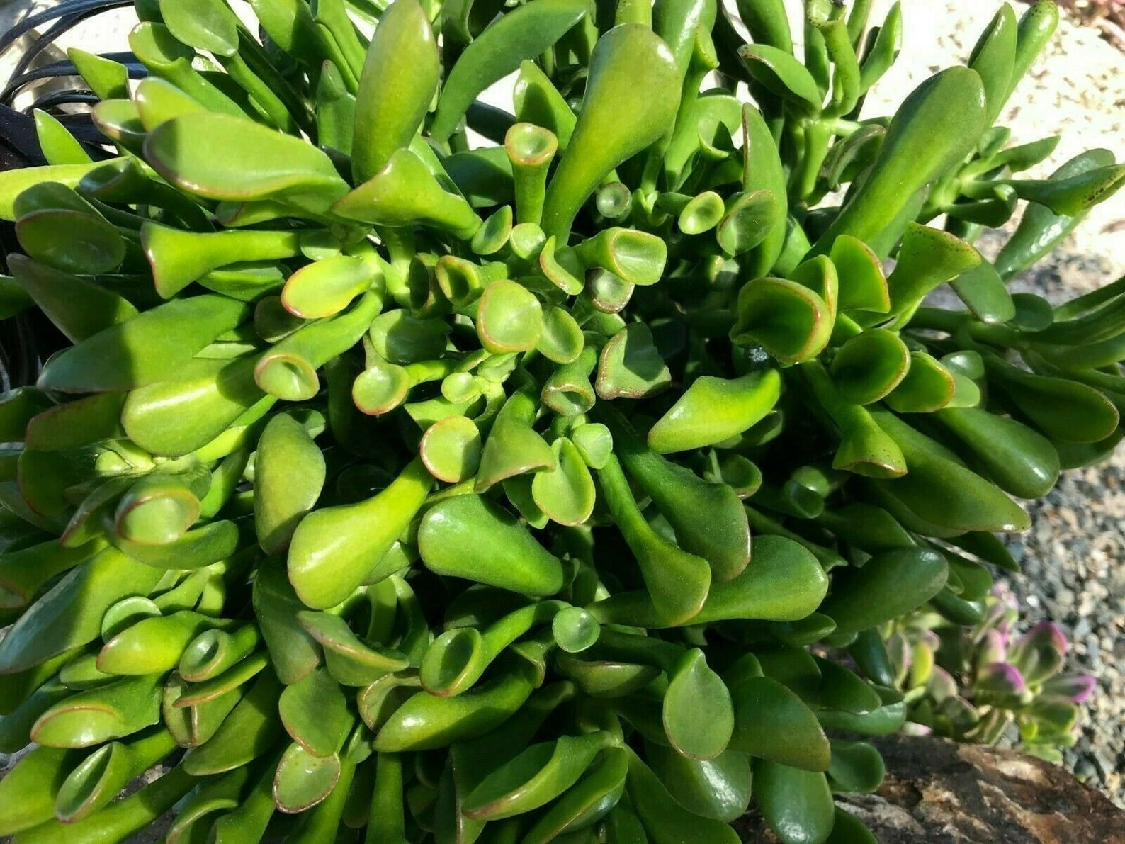 Ogre Ears Shrek ET Jade Plant Succulent 34 - Etsy