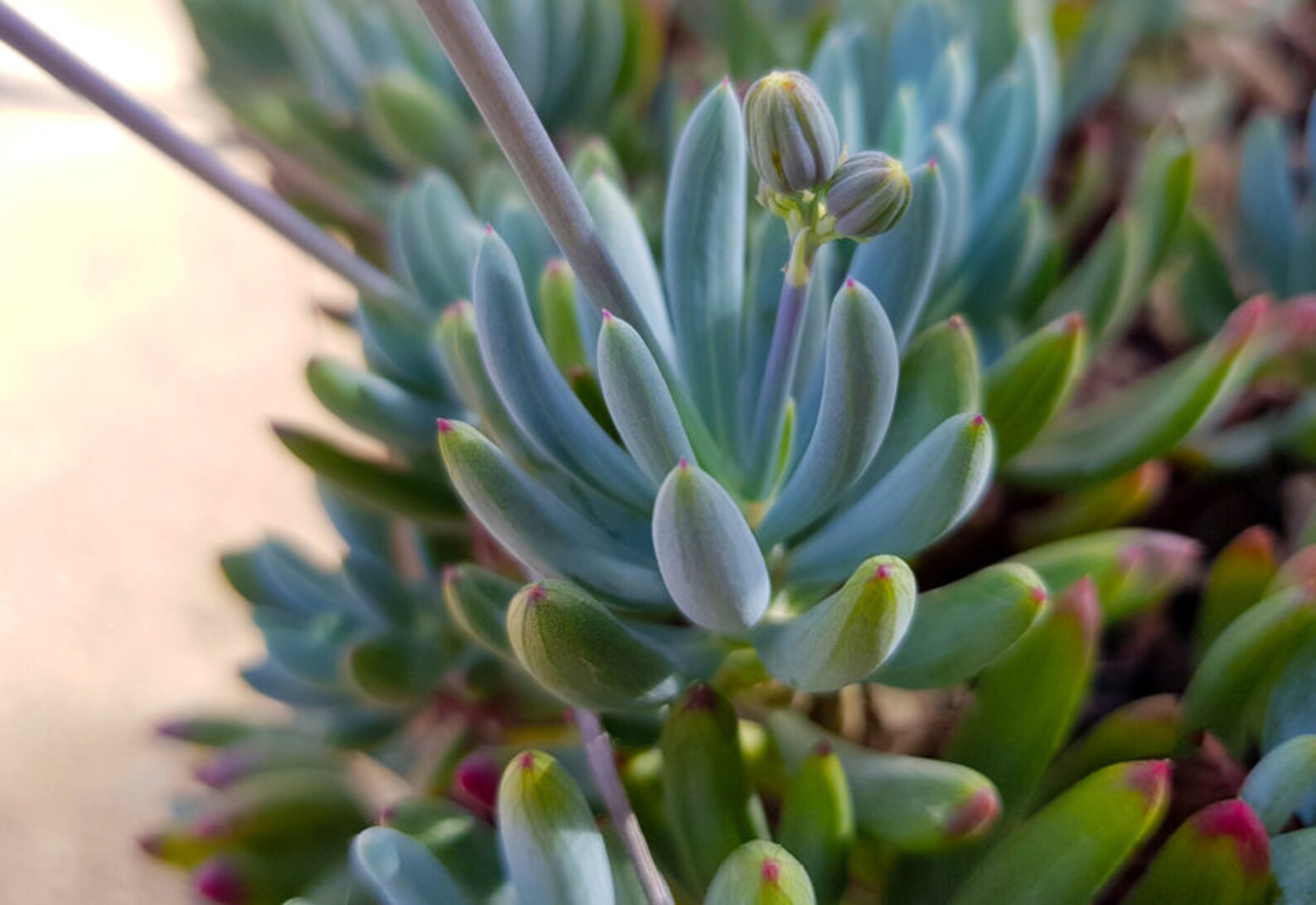 3X Senecio Serpens Dwarf Mini Baby Blue Chalk Sticks Curio 3" Succulent ...