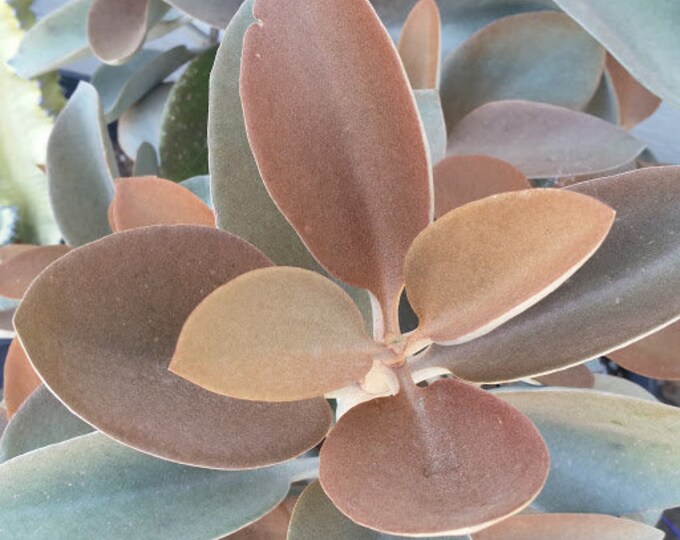 Kalanchoe Copper Spoons Orgyalis Succulent Huge 7 Succulent Cutting - Etsy