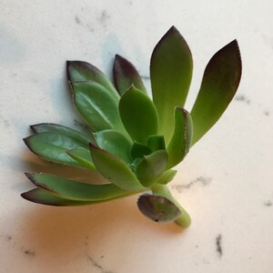 Aeonium Merlot New Rare Cultivar Low Mounding Purple Foliage 3"-4 ...