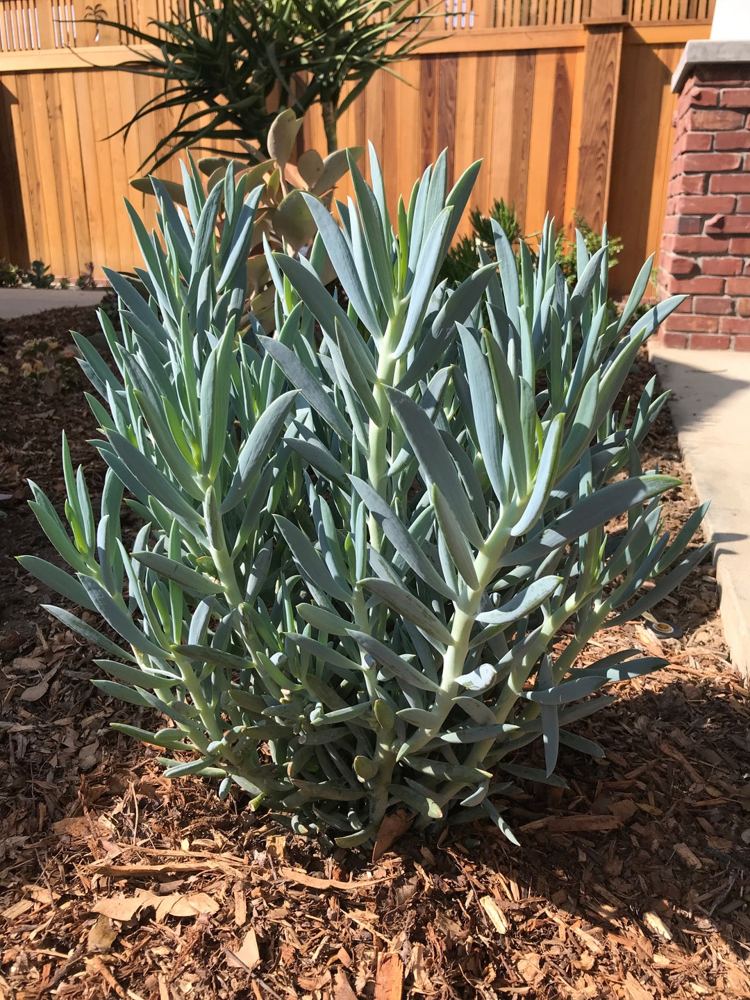 Senecio Ficoides Skyscraper Succulent CuttingsRARE Nouvelle variété de ...
