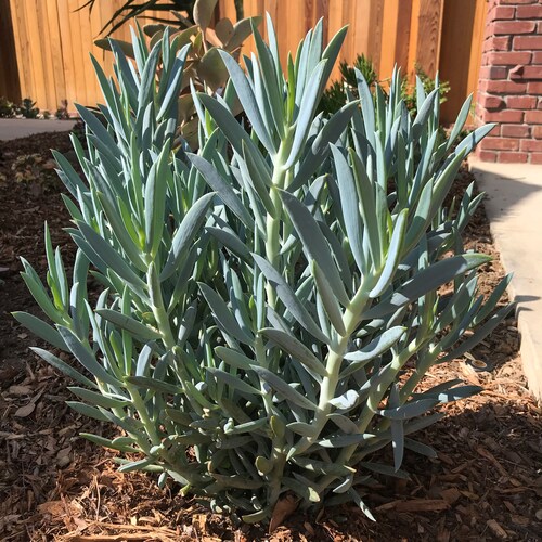 Senecio Ficoides Skyscraper Succulent Cuttingsrare New | Etsy