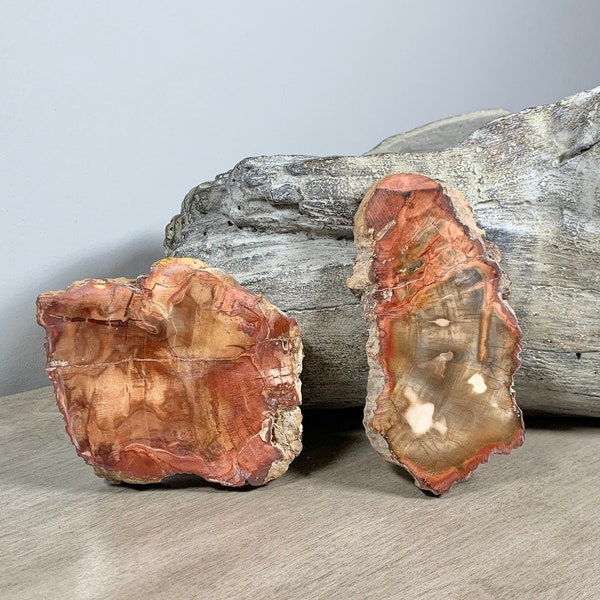Petrified Wood - Etsy