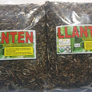 Llanten Hierba Te, Yanten, Plantago Mayor, Plantein, Great Plantein ...