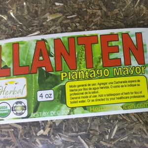 Llanten Hierba Te, Yanten, Plantago Mayor, Plantein, Great Plantein ...