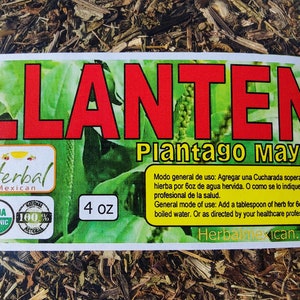 Llanten Hierba Te, Yanten, Plantago Mayor, Plantein, Great Plantein ...
