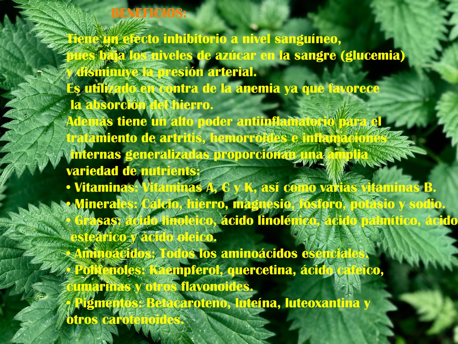 Nettle Leaf Nettle Herb 2oz Ortiga Hortiga Stinging Herb Tea Premium ...