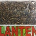 Llanten Hierba Te, Yanten, Plantago Mayor, Plantein, Great Plantein ...