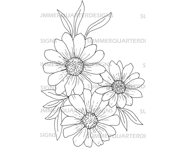Digital Download, Digital Stamp, Clipart, Daisy, Daisies, Botanical ...