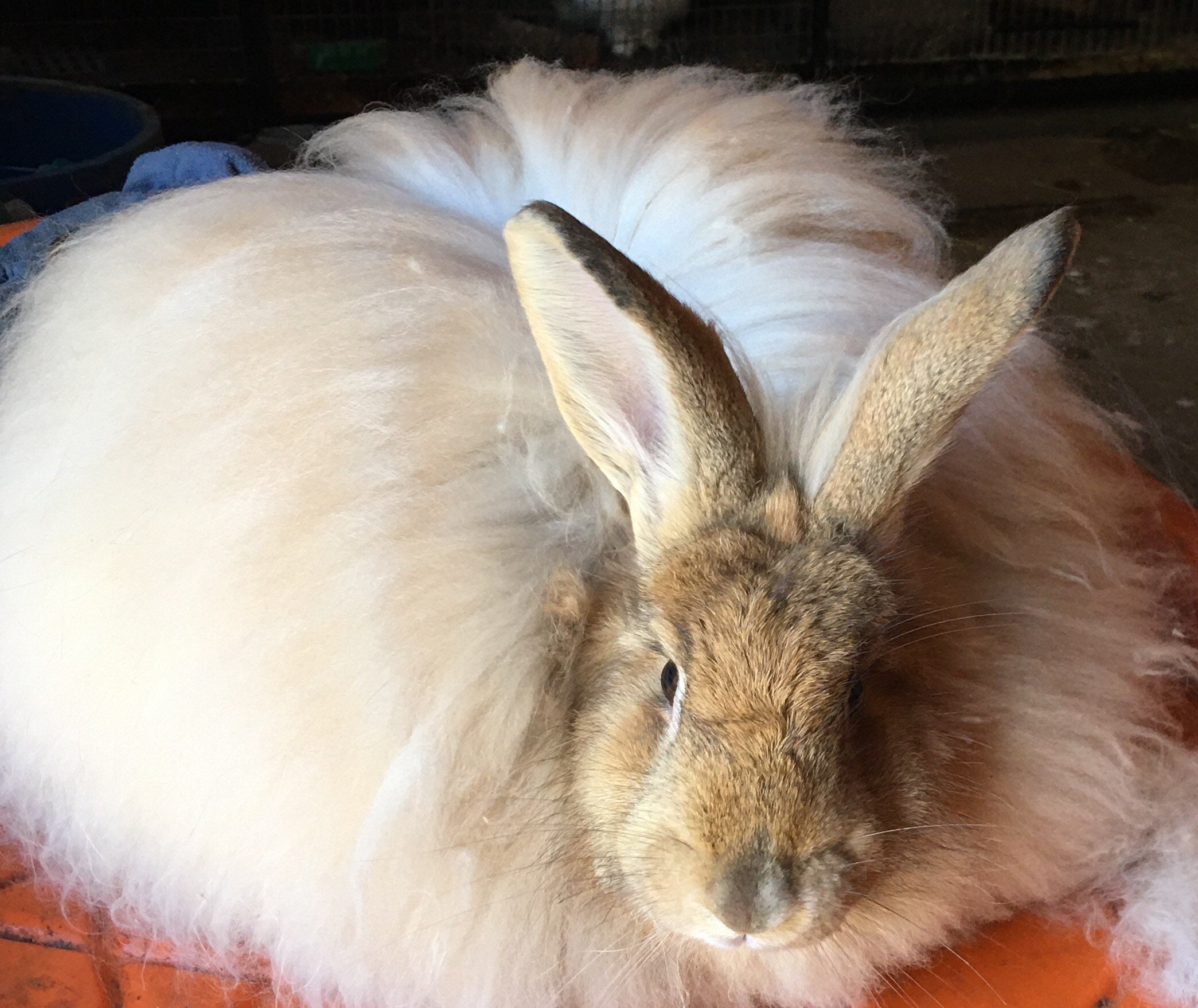 Angora Fiber french - Etsy