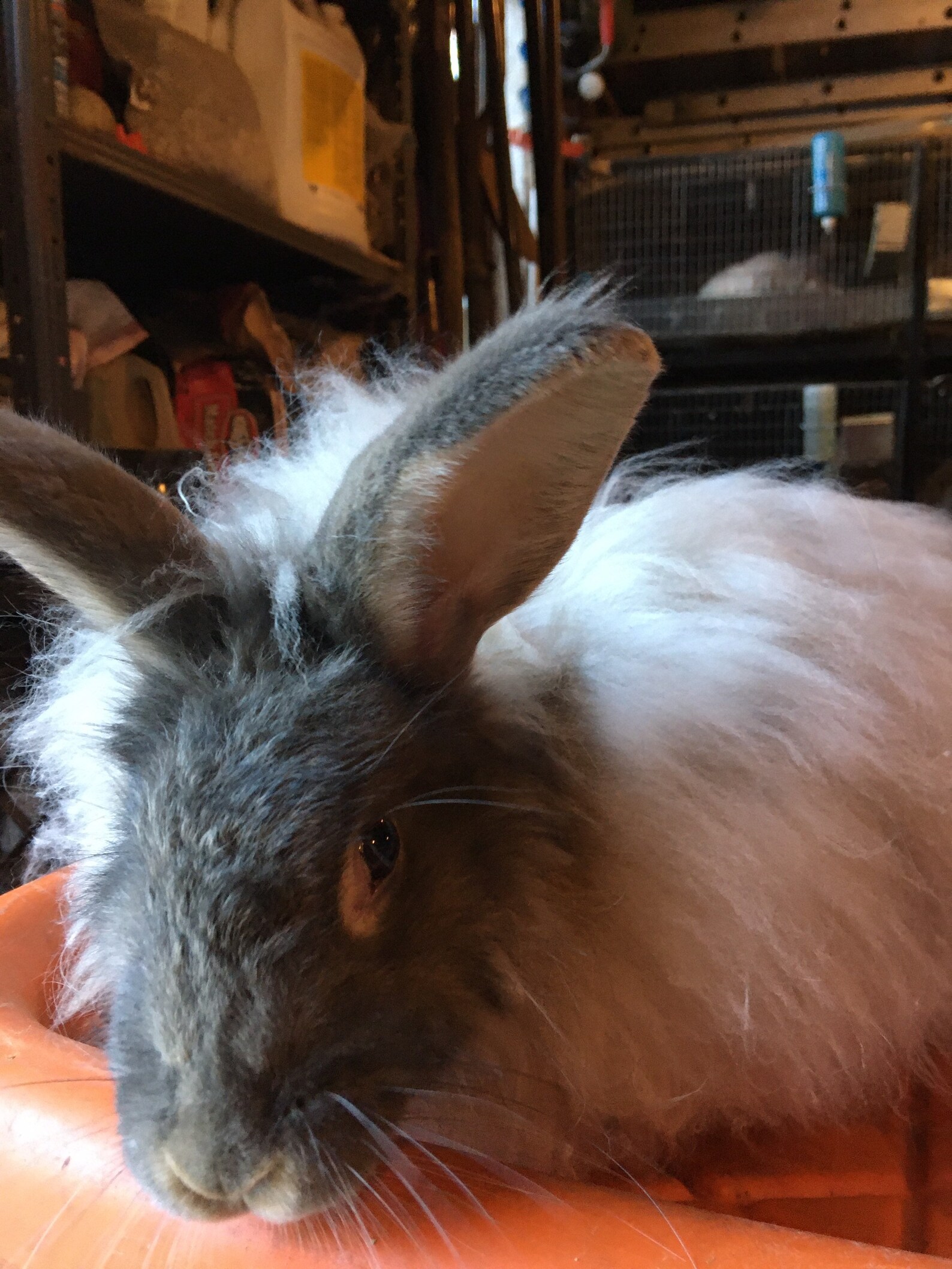 Angora Fiber french - Etsy