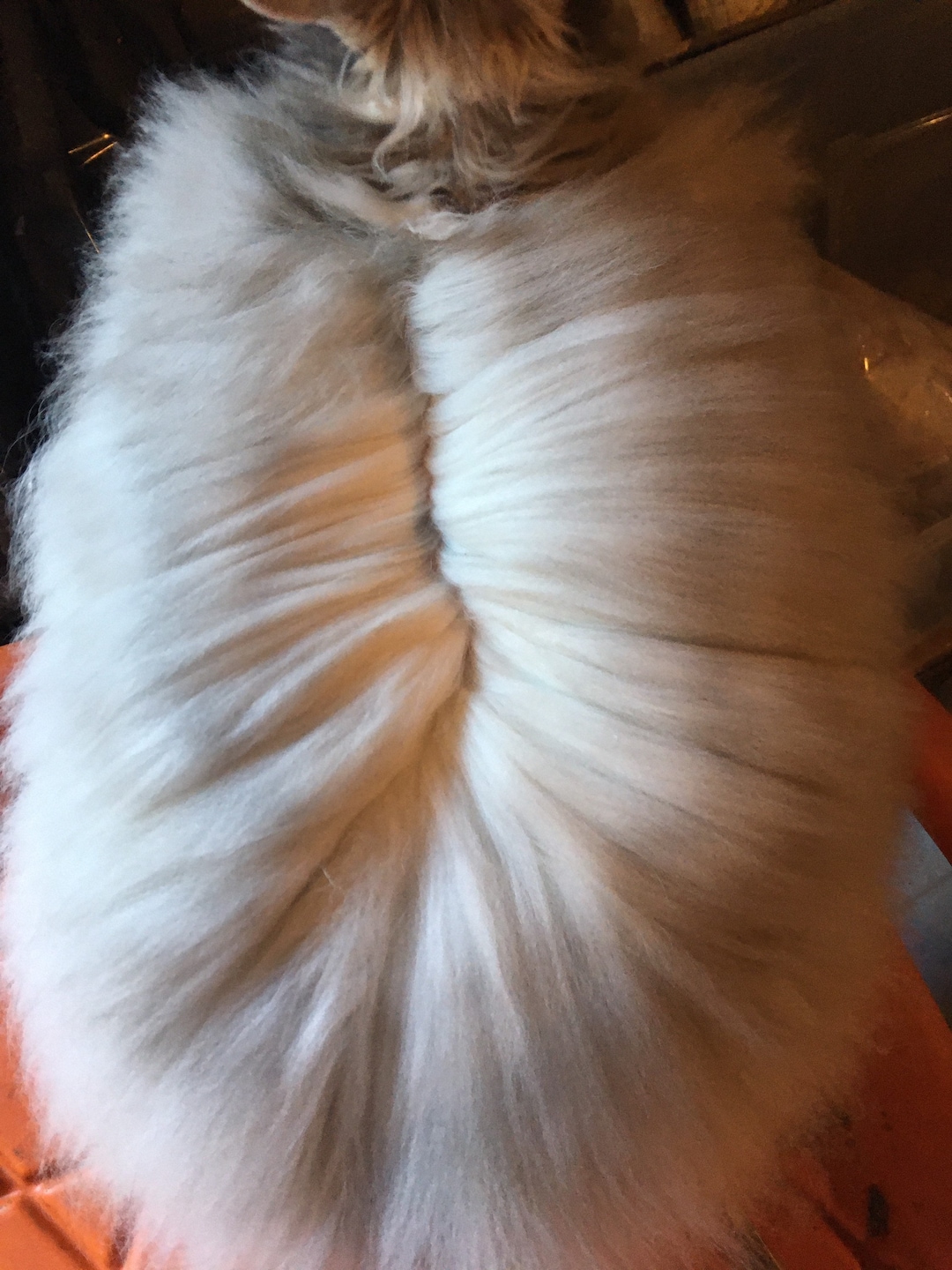 Angora Fiber french - Etsy