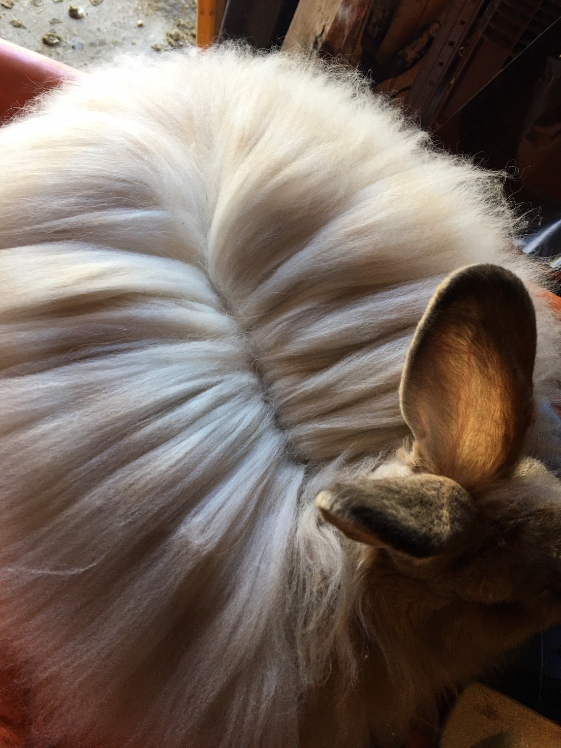 Angora Fiber french - Etsy