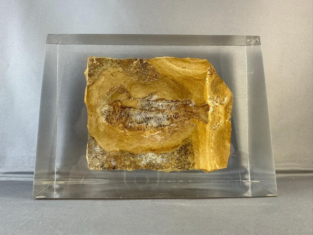 Vintage Fossilized Fish in Stone Matrix | Authentic Prehistoric ...