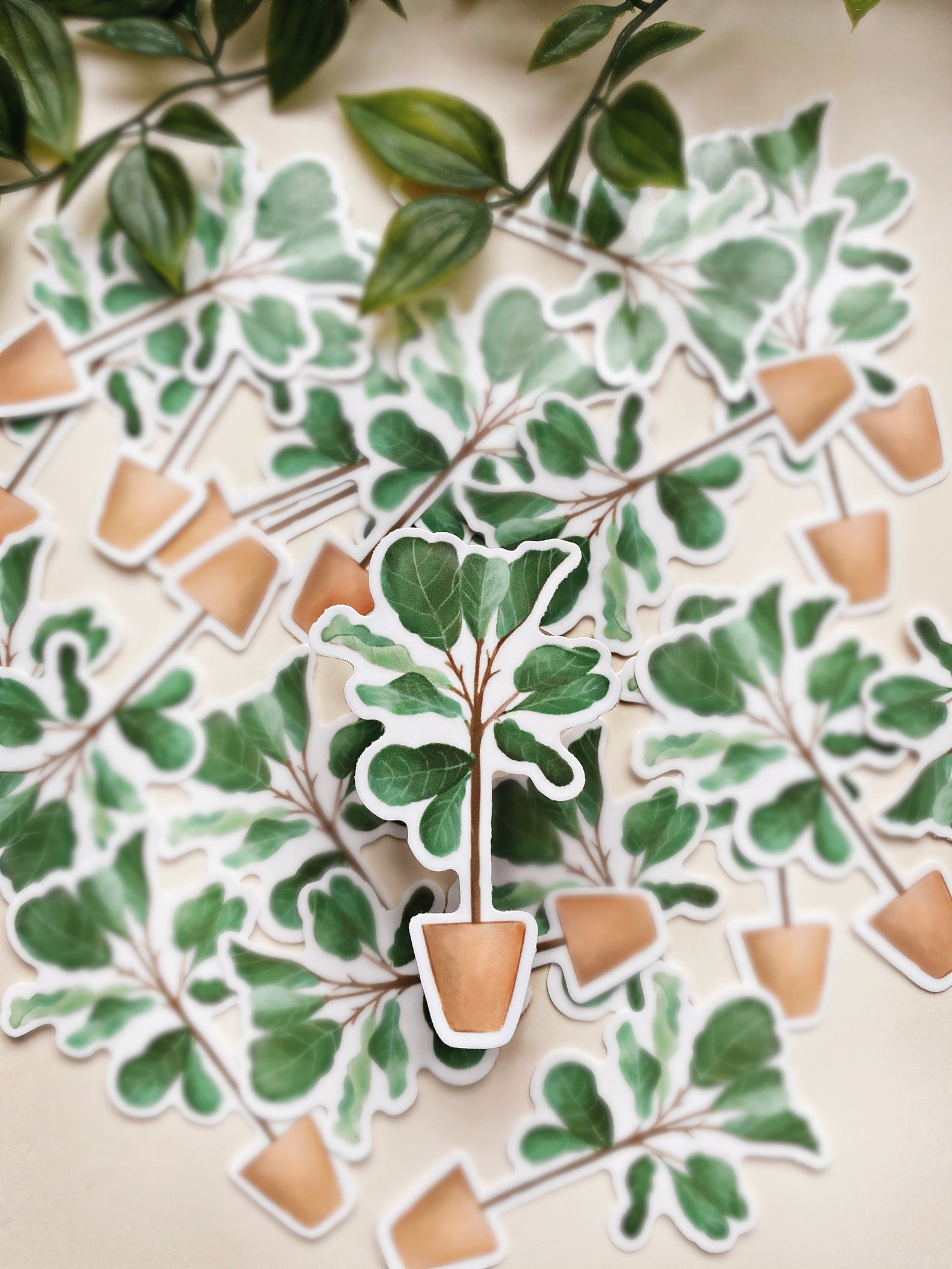 Fiddle Leaf Fig Sticker Plant Sticker Laptop Sticker - Etsy