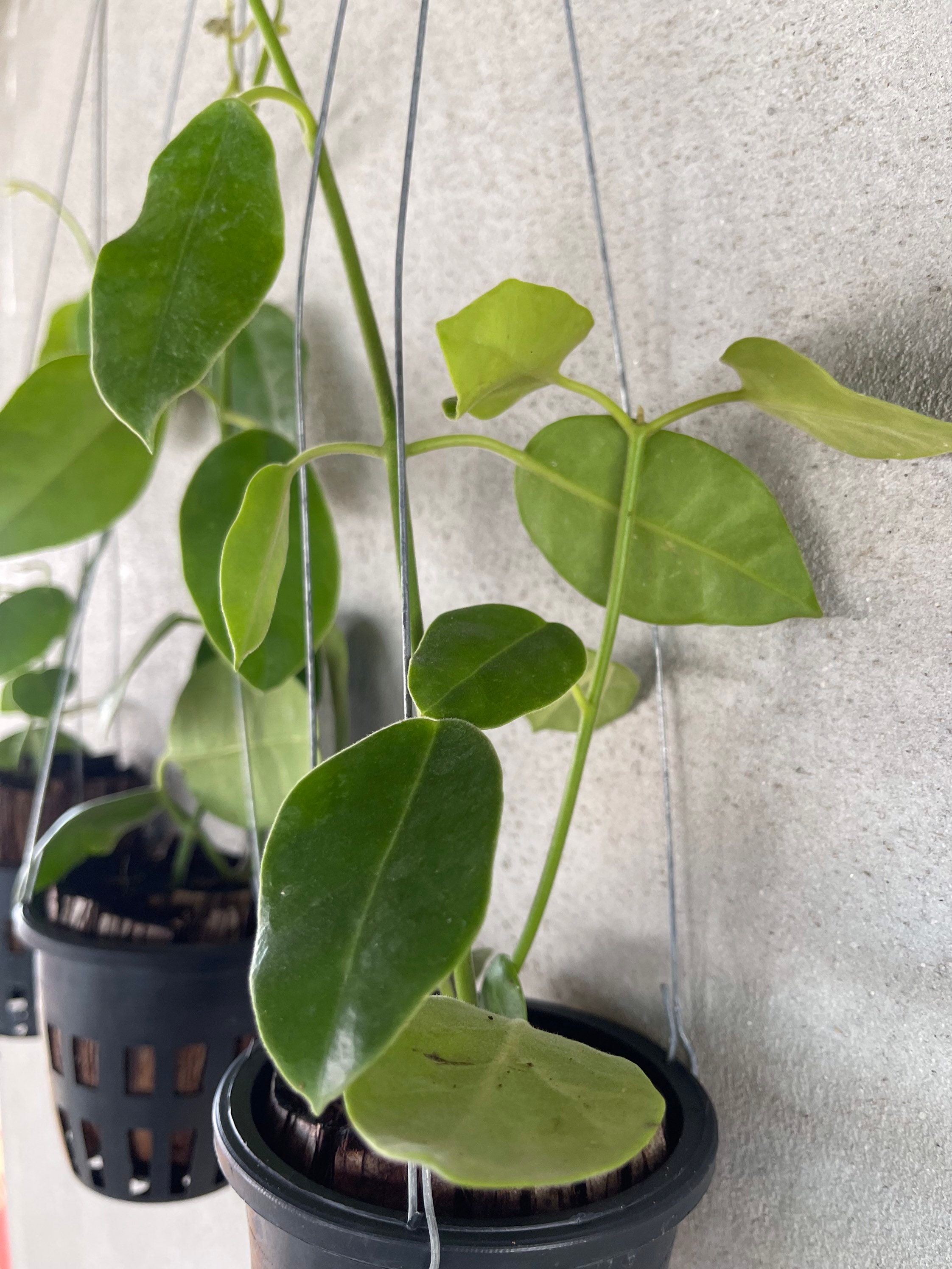 5x seltene Hoya Gigas / echte Größe / US Free - Etsy.de