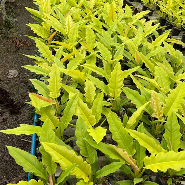 Philodendron Golden Crocodile - Etsy