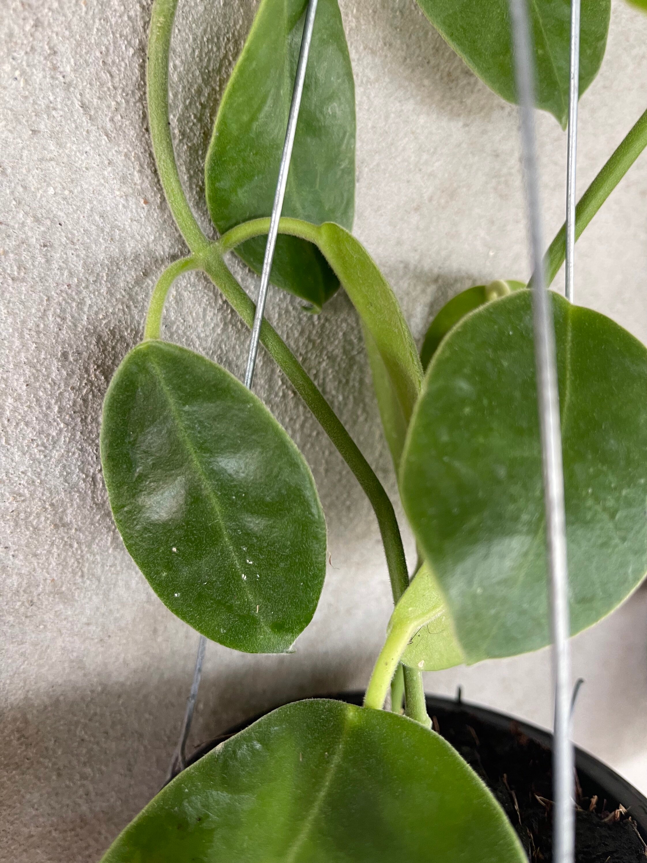 5x seltene Hoya Gigas / echte Größe / US Free - Etsy.de
