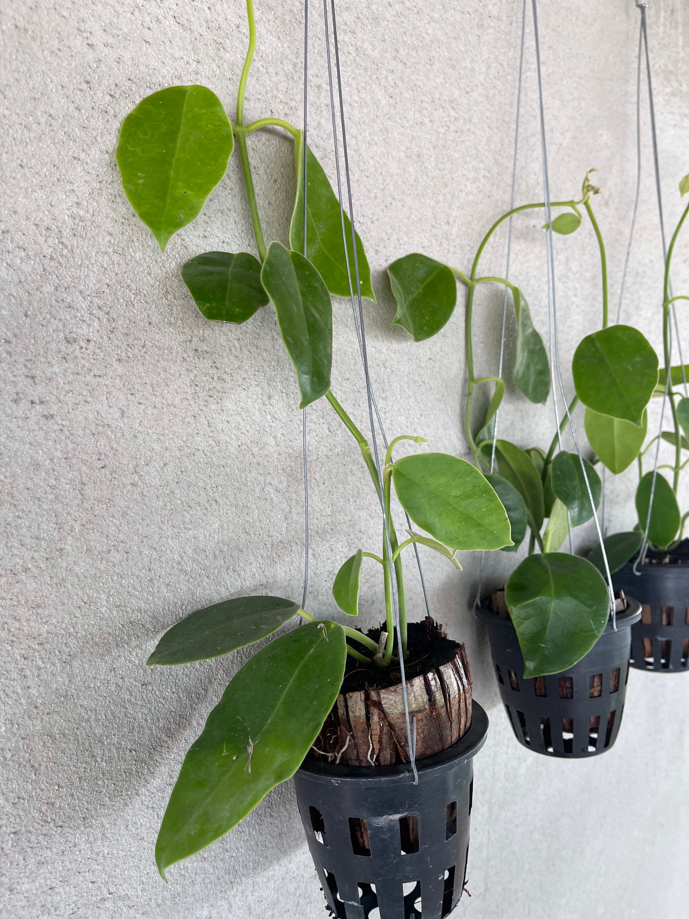 5x seltene Hoya Gigas / echte Größe / US Free - Etsy.de