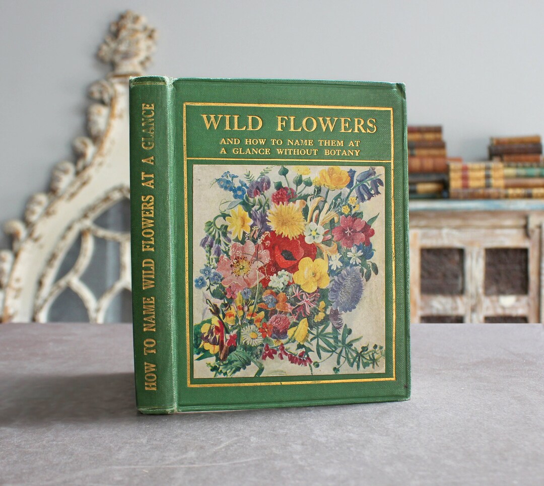 Wild Flowers: How to Name Them at a Glance 1915 Illustrated Rare ...