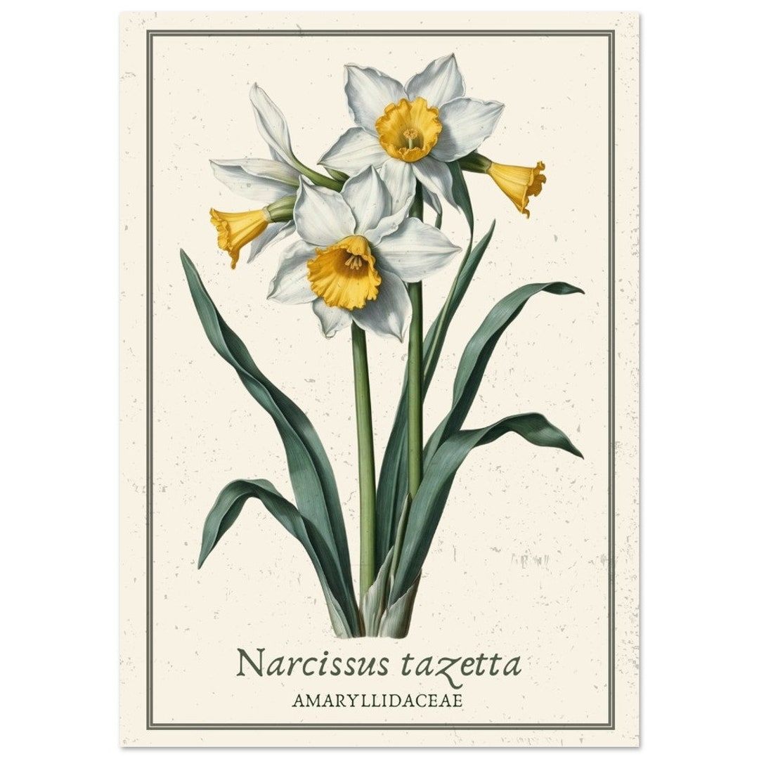 Daffodil Flower Narcissus Tazetta Plant Botanical Traditional ...