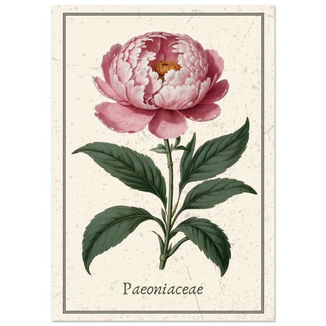 Peony Flower Paeoniaceae Plant Botanical Traditional Scientific Kitchen ...