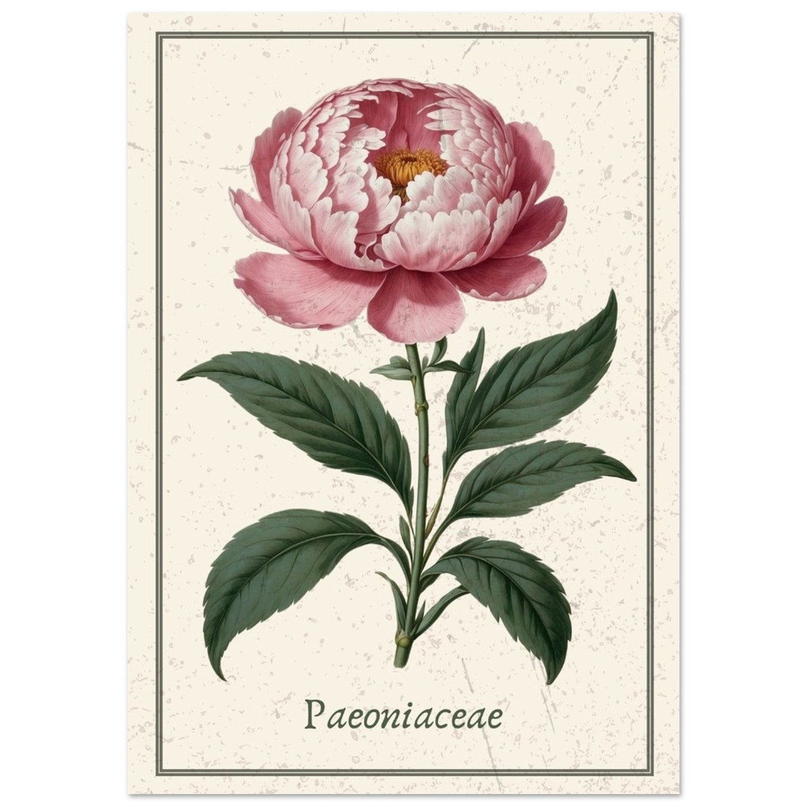 Peony Flower Paeoniaceae Plant Botanical Traditional Scientific Kitchen ...