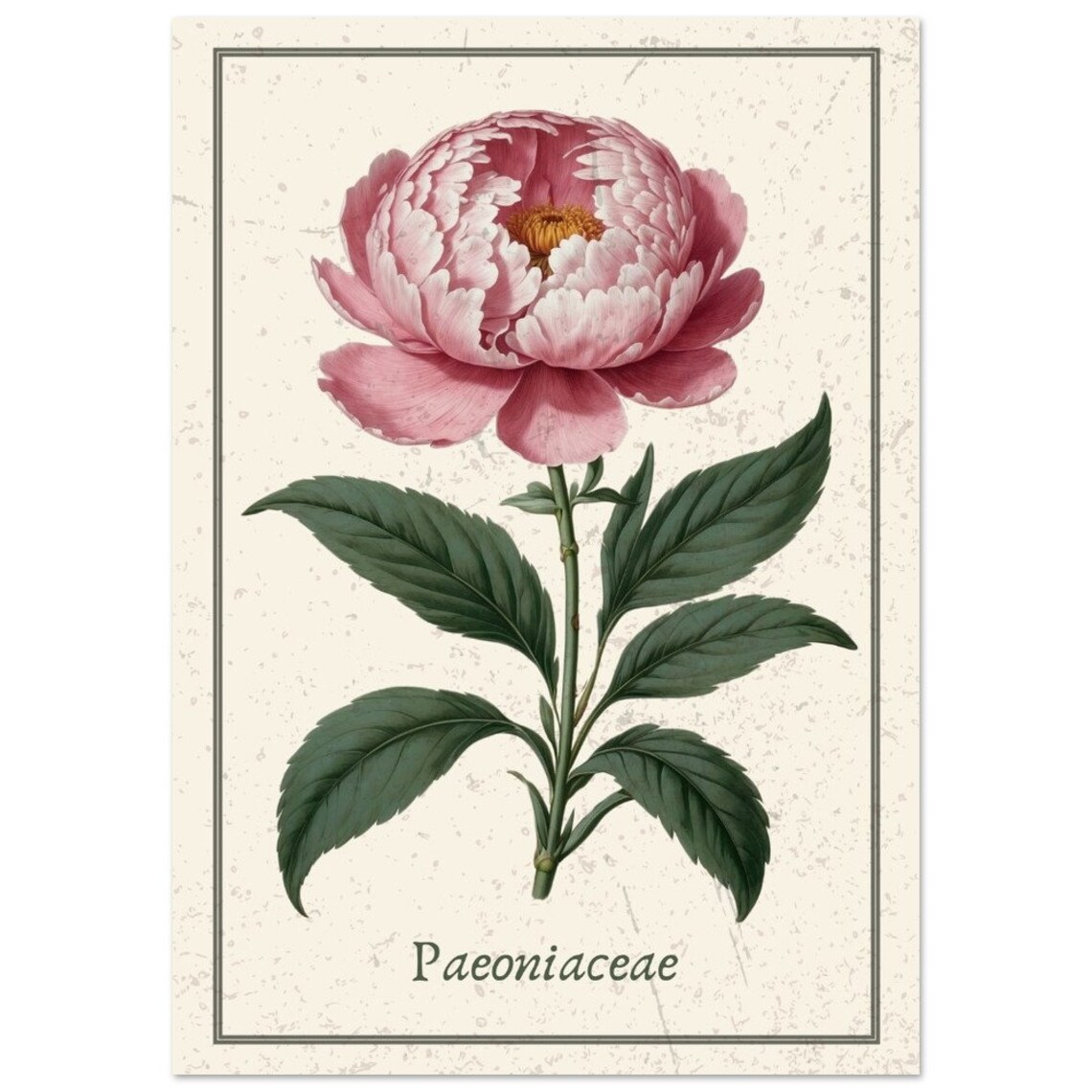 Peony Flower Paeoniaceae Plant Botanical Traditional Scientific Kitchen ...