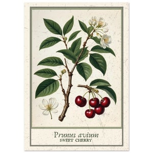 Sweet Cherry Branch Blossom Prunus Avium Plant Botanical Traditional ...
