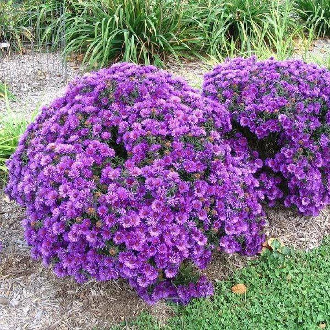 Votaniki Aster Novae Angliae 'grape Crush' (new England Aster) 1 Size ...