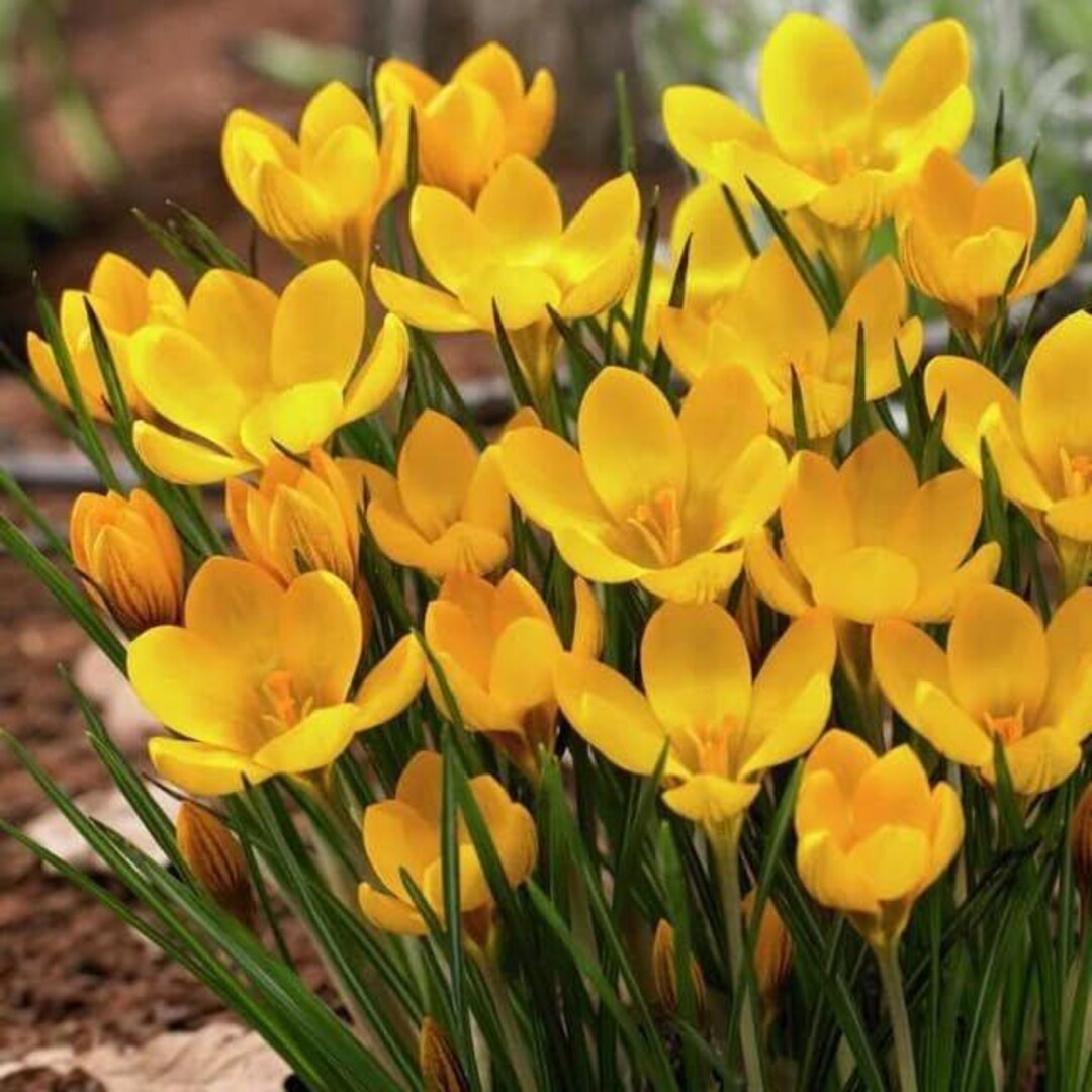 Votanikii Dorothy Crocus Chrysanthus Bulbs - Bright Yellow Blooms for ...