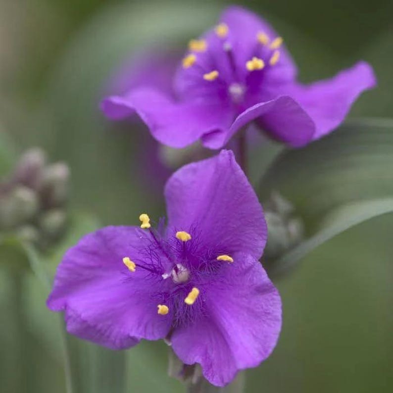 Votaniki Tradescantia Concord Grape - Perennial Wildflowers Concord ...