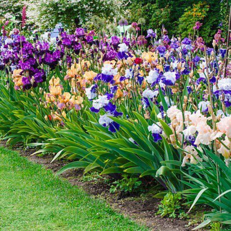 Votaniki Bearded Iris Bulk Mix - Long Lasting Blooms, Perennial Bearded ...