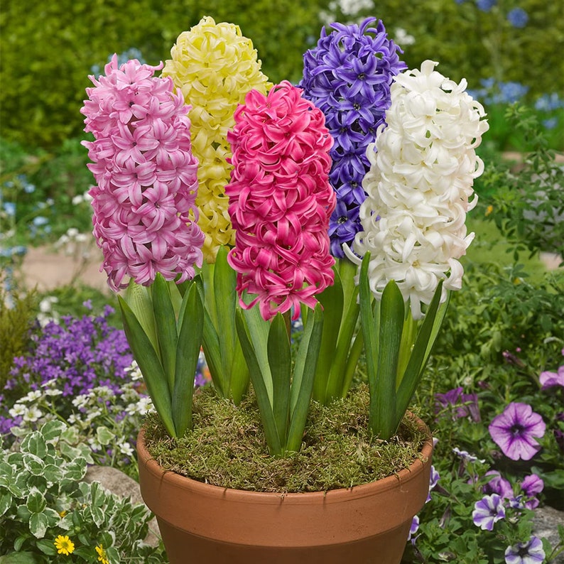 Votaniki Hyacinth Mixed Bulbs - Perennial and Fragrant, Mix Hyacinths ...