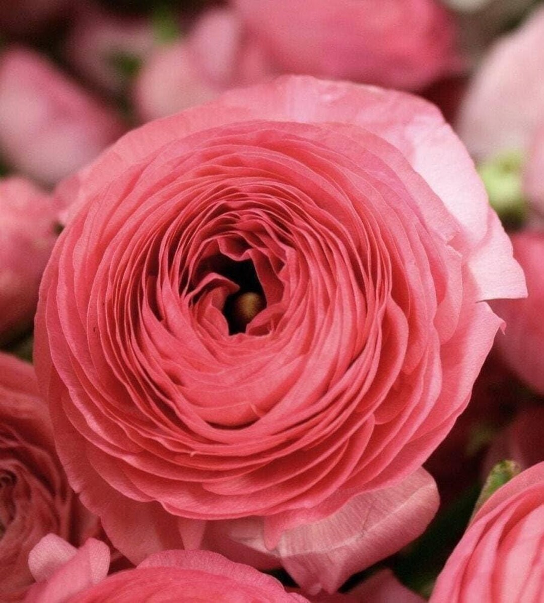 Votaniki Ranunculus Aviv Rose "persian Buttercup" - Perennial ...
