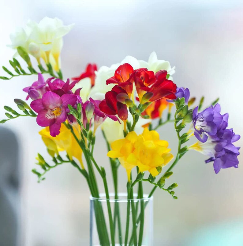 Votaniki Single Freesia Mix Bulbs - Freesia Flowering Bulbs for ...