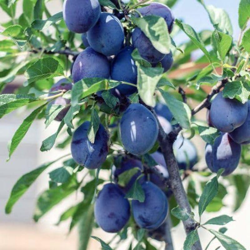Plum Tree Ready - Etsy