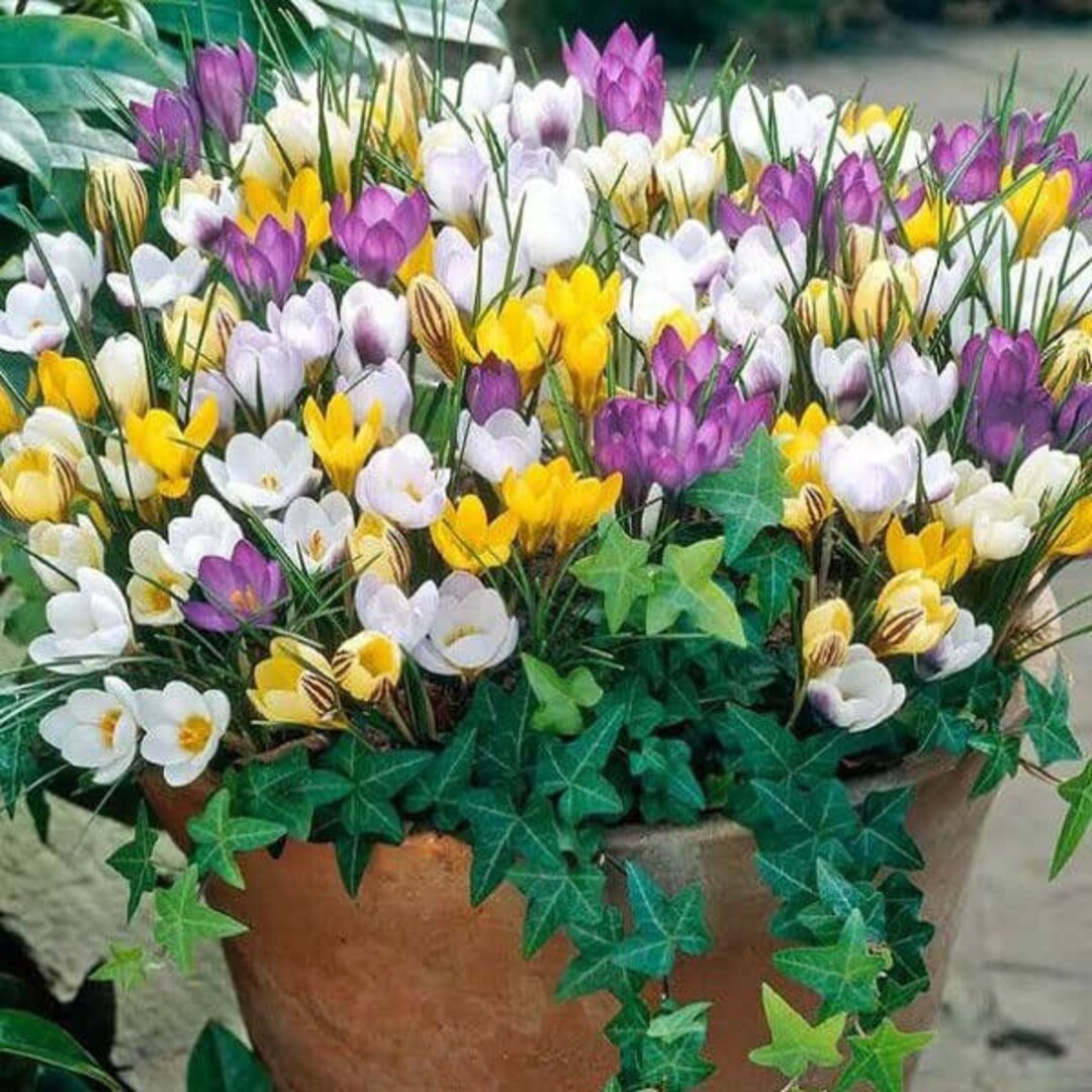 Giant Crocus Mixed Colors - 28 Large Bulbs Prechilled Ready for Blooms ...