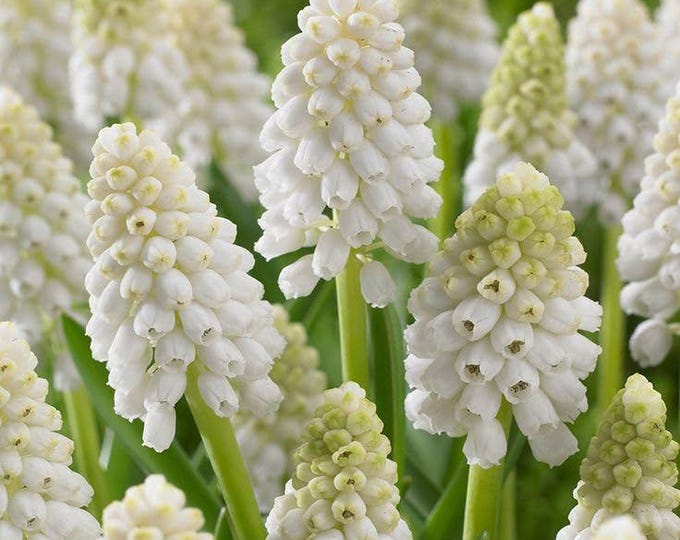 Votanikii Dorothy Crocus Chrysanthus Bulbs - Bright Yellow Blooms for ...