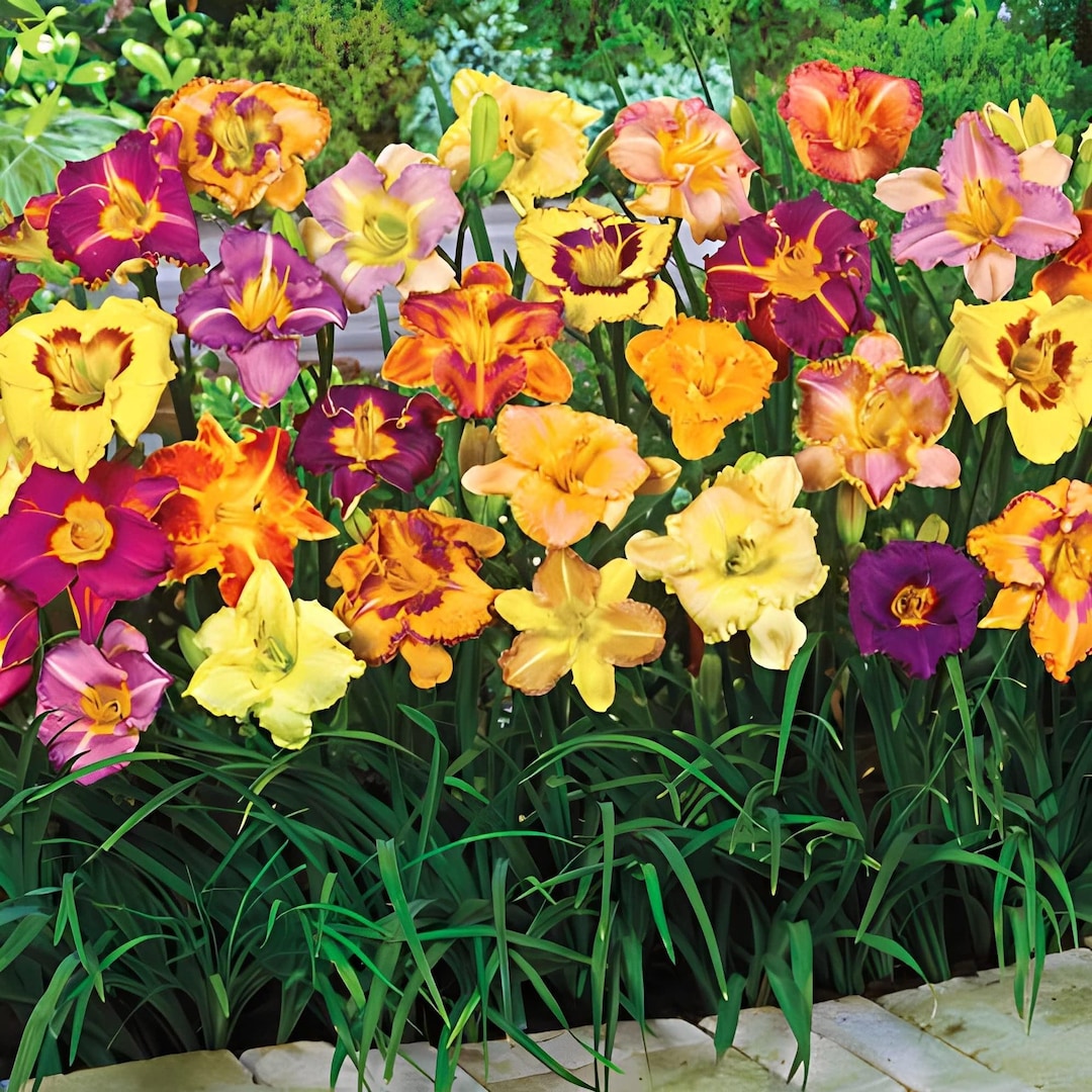 Votaniki Daylily Mix Bare Root - Fragrant Beautiful Blooms All Summer ...