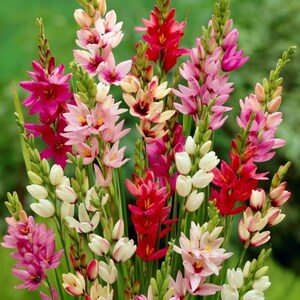 Votaniki African Corn Lily Mix Bulbs Long Blooming and Easy to Grow ...