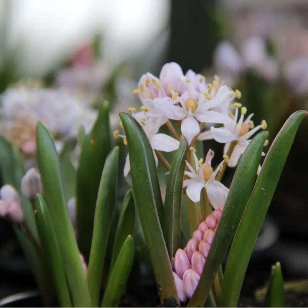 Scilla Bifolia Rosea – Top Size Bulbs | Alpine Squill, Siberian Squill ...