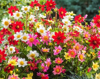 Votaniki Ismene Sulphur Queen Fragrant Flowers, Sulphur Queen peruvian ...