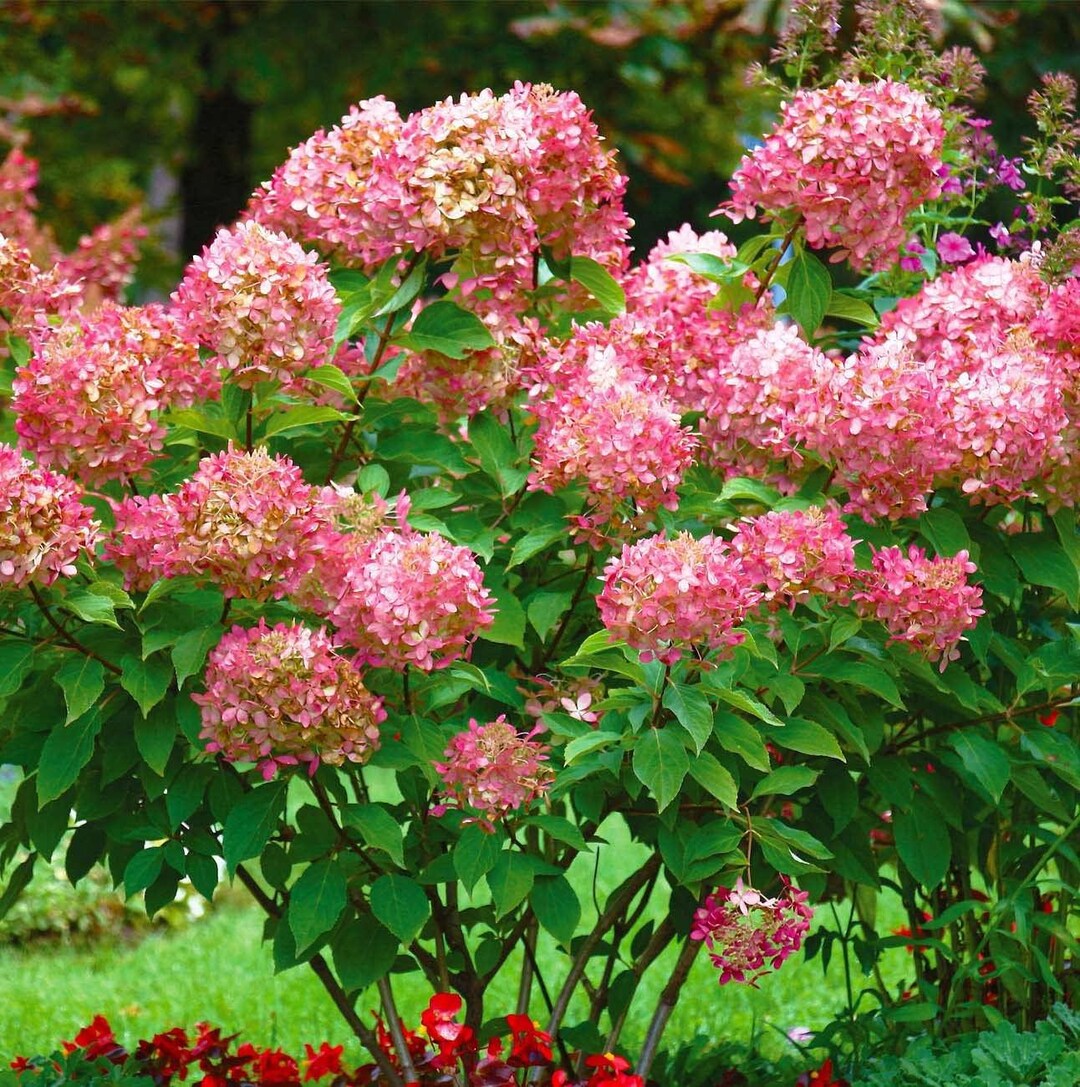 Votaniki Peegee Pink Hydrangea 1-2 Ft Plant- Perennial Flower, Peegee ...